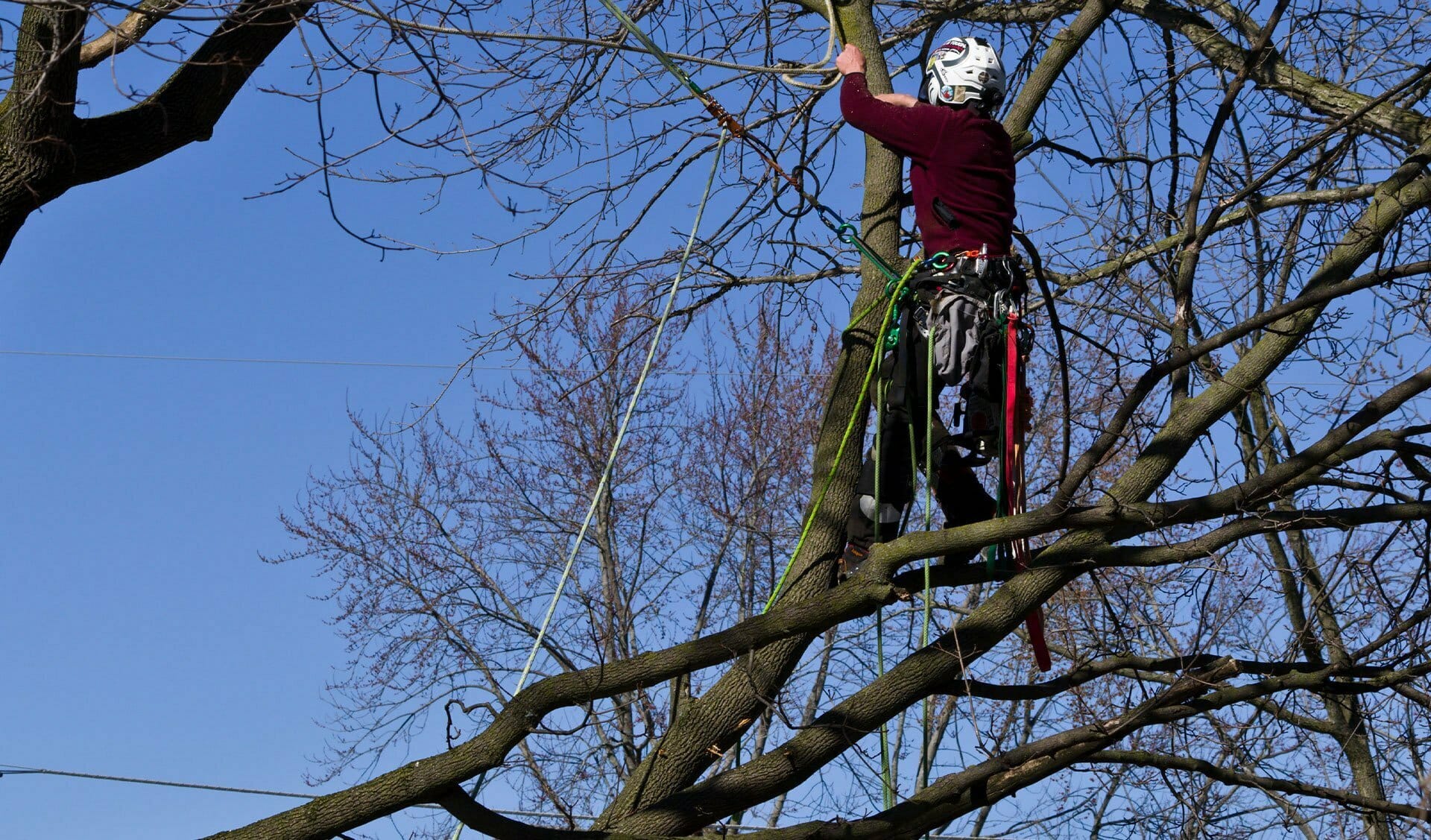 Tree Crown Lifting Services | Parish Environmental Berkshire