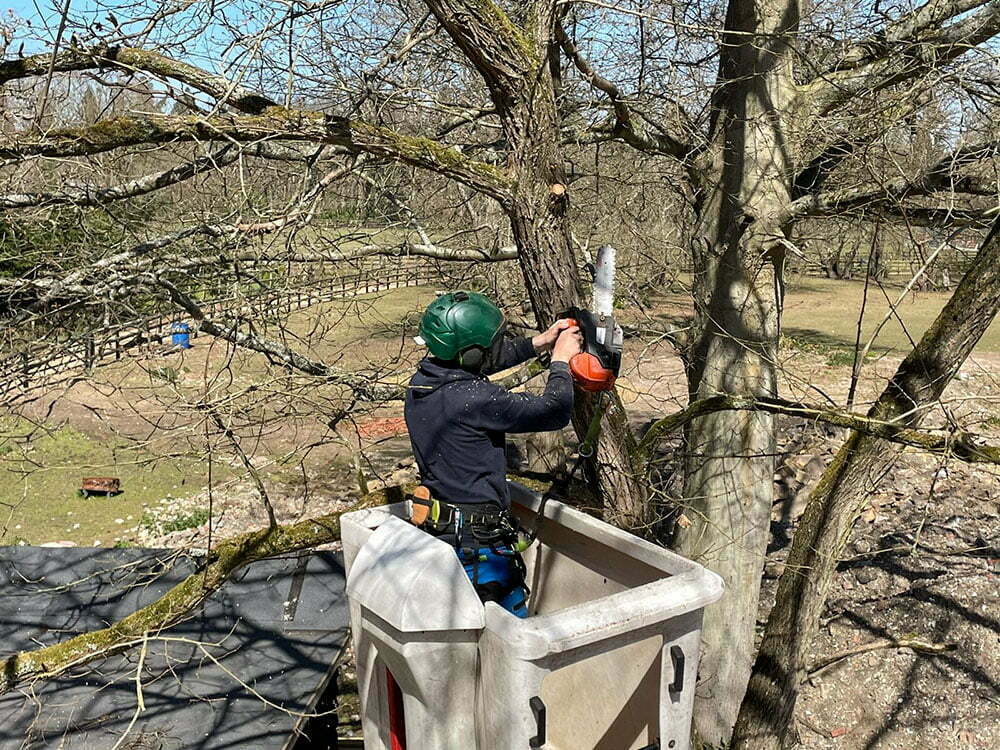Tree Crown Lifting Services | Parish Environmental Berkshire