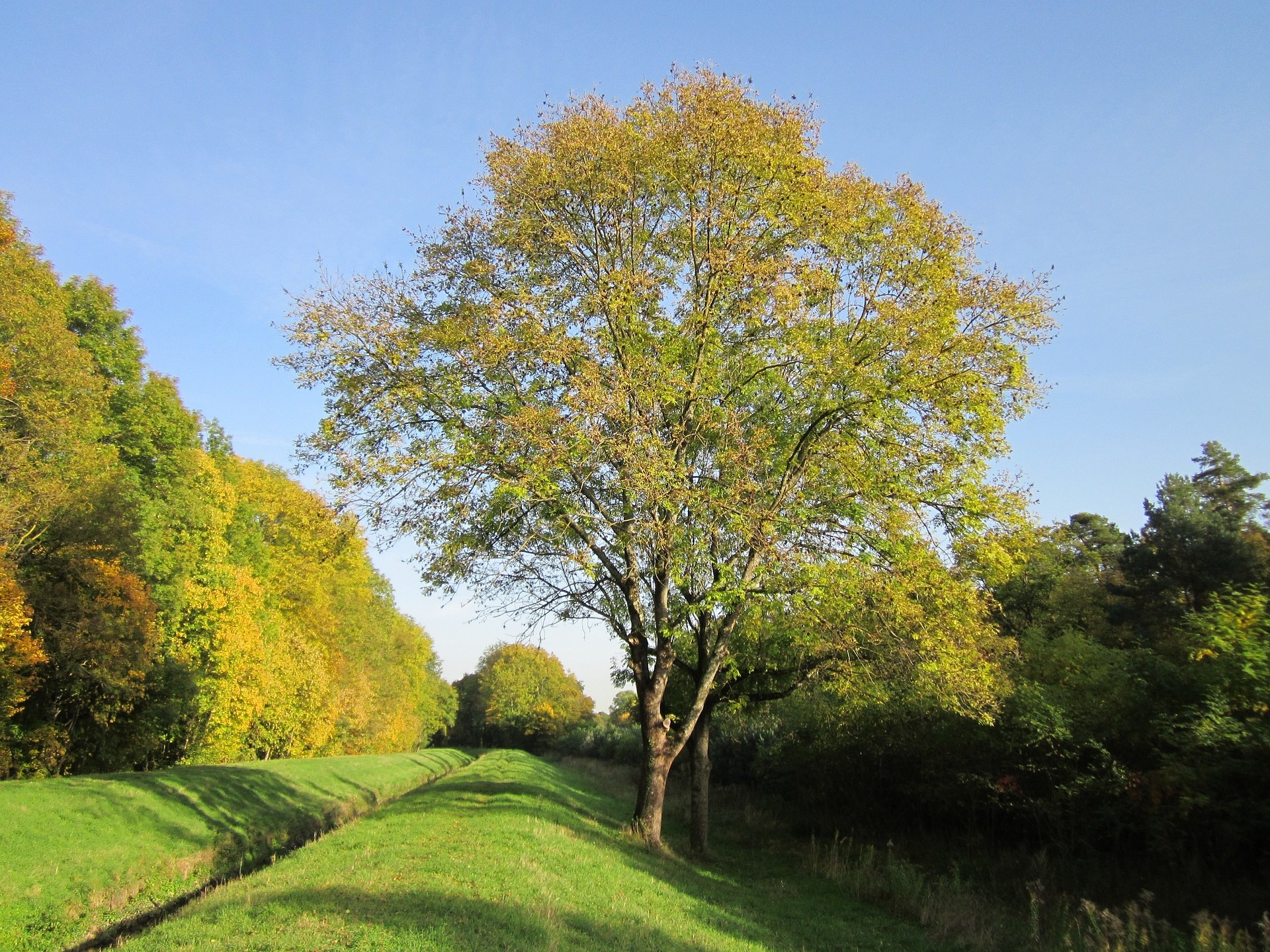 Tree Survey Berkshire | Arboricultural Surveyor | Parish Environmental